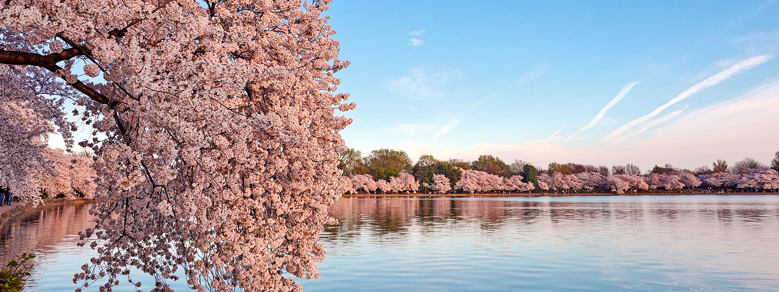 4 Days East Coast Cherry Blossom Tour - D & J Tours